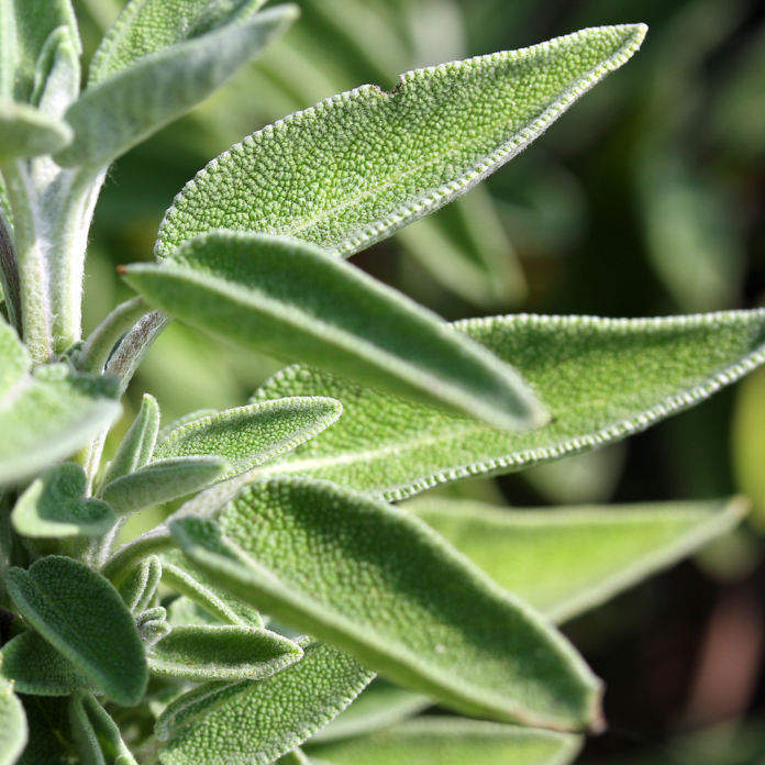 Adaçayı'nın Faydaları Nelerdir?