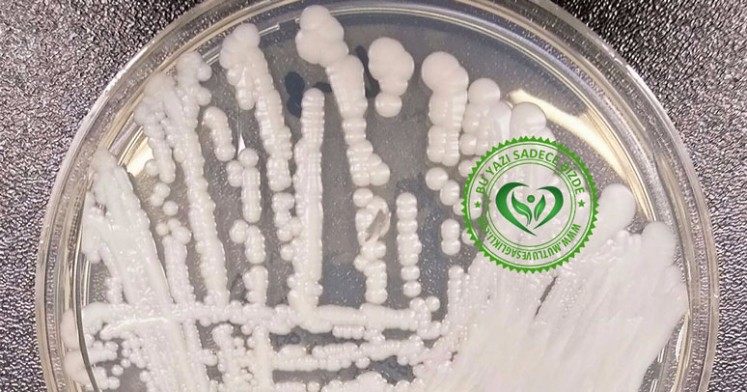 Candida Mantarı - Tehlikeleri Belirtileri Önleme ve Tedavisi