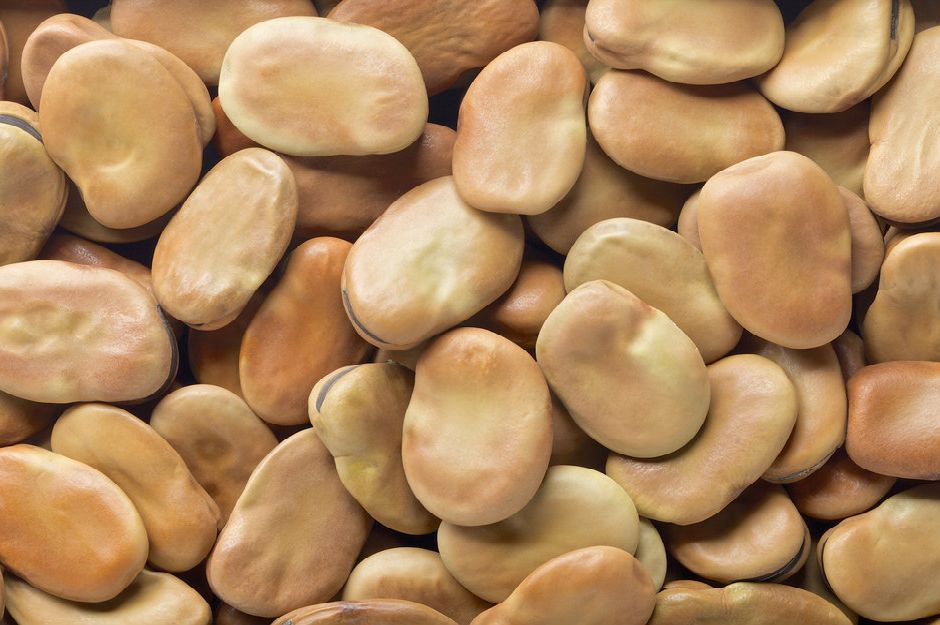 Bakla'nın Sağlığa Faydaları, Kullanımı ve Zararları