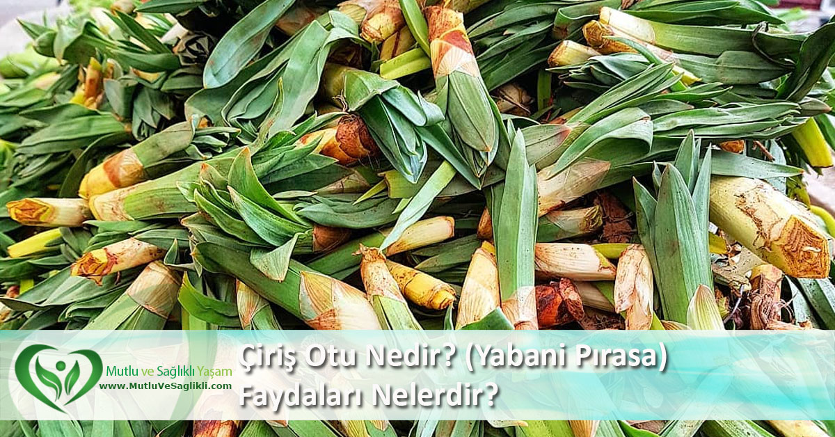 Çiriş Otu Nedir? (Yabani Pırasa) Faydaları Nelerdir?