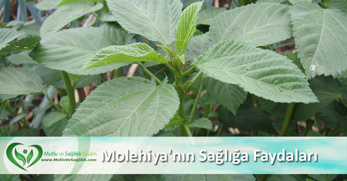 Molehiya'nın Sağlığa Faydaları