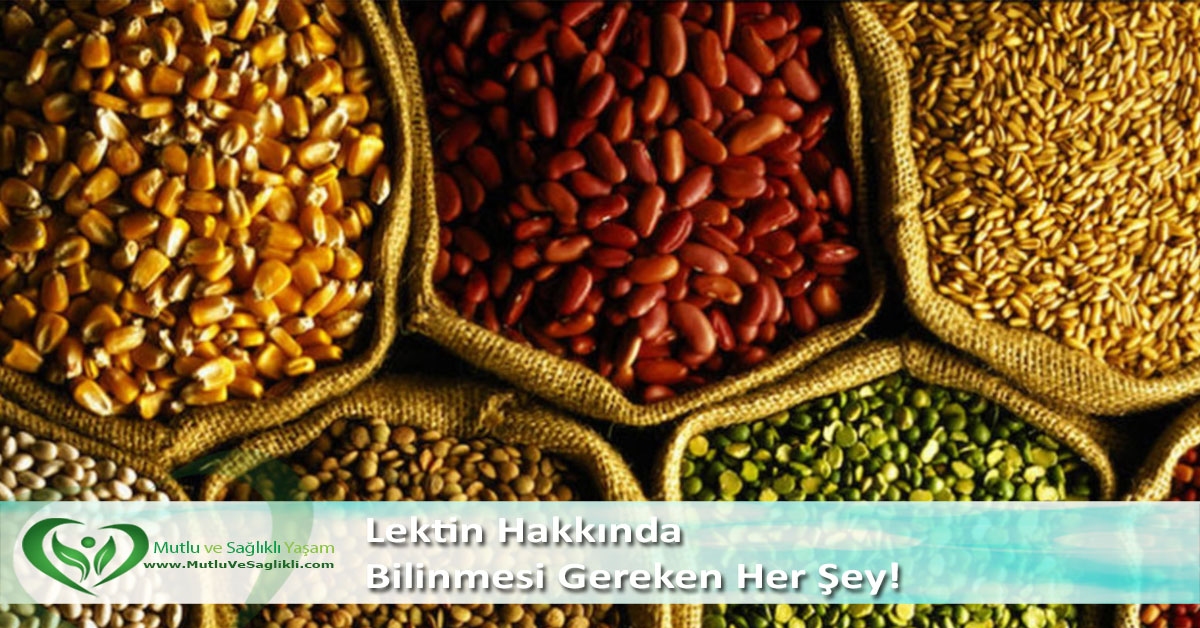Lektin Nedir? Neden Bu Kadar Önemli? Zararlarından Nasıl Kurtulabiliriz?
