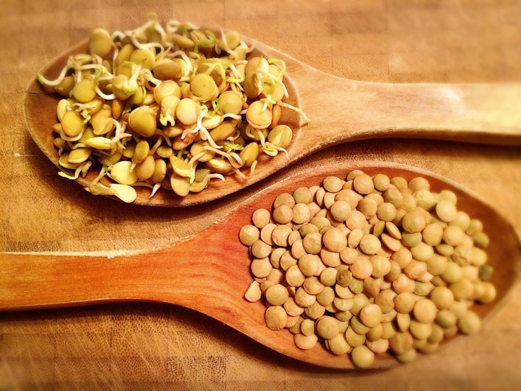 Lektin Nedir? Neden Bu Kadar Önemli? Zararlarından Nasıl Kurtulabiliriz?