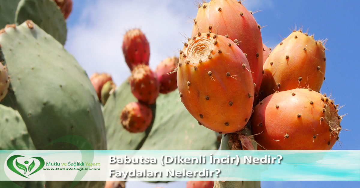 Babutsa (Dikenli İncir) Nedir? Sağlığa Faydaları Nelerdir?