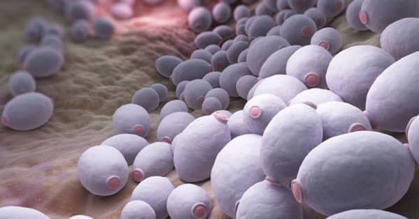 Candida Mantarı: Belirtileri, Nedenleri, Tedavisi ve Candida Diyeti