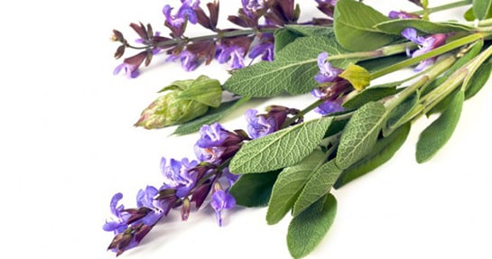 Adaçayı Yağı Nasil Kullanilir? Faydaları ve Yan Etkileri Nelerdir?