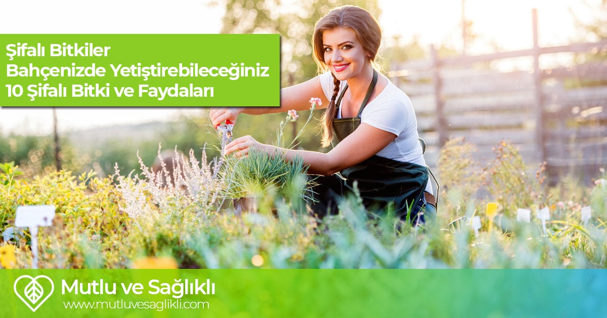 Şifalı Bitkiler: Bahçede Yetiştirilebilen 10 şifalı Bitki