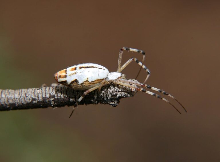 Böcek Oteli İle Yararlı Böcekleri Bahçemize Nasıl Çekebiliriz?